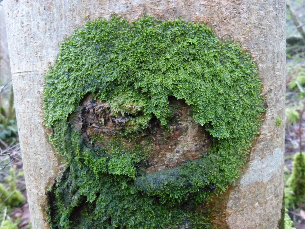 East Glamorgan Wildlife: Coed-y-bedw bryophytes