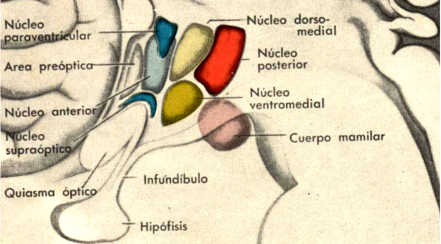 NeuroAnatomía Dr. William Ganem: Láminas para el Examen Final 5