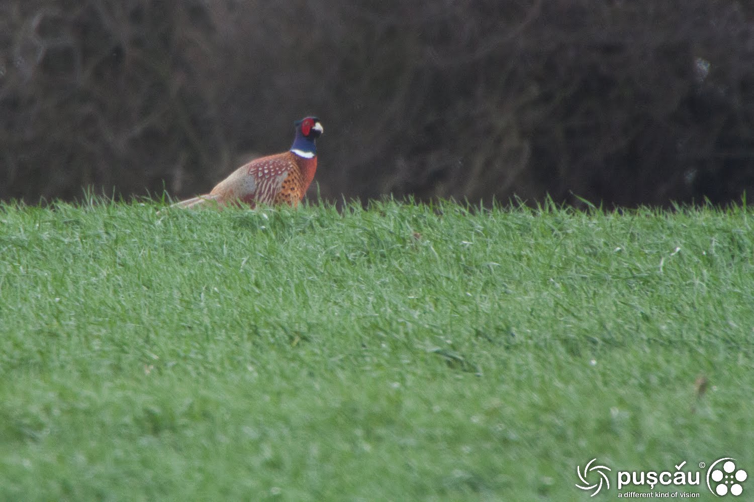 wildlife caras-severin: Fazan ( Phasianus colchicus )