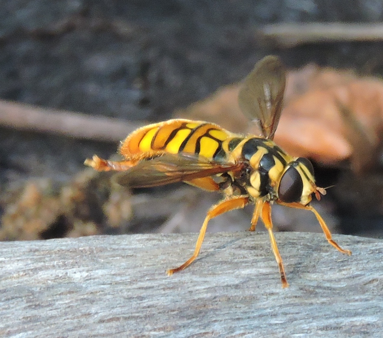 Springfield Plateau: News Bee