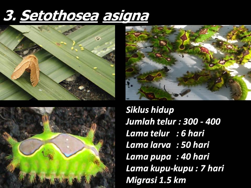 PANDUAN PENGENDALIAN ORGANISME PENGGANGGU TANAMAN (OPT) KELAPA SAWIT ...