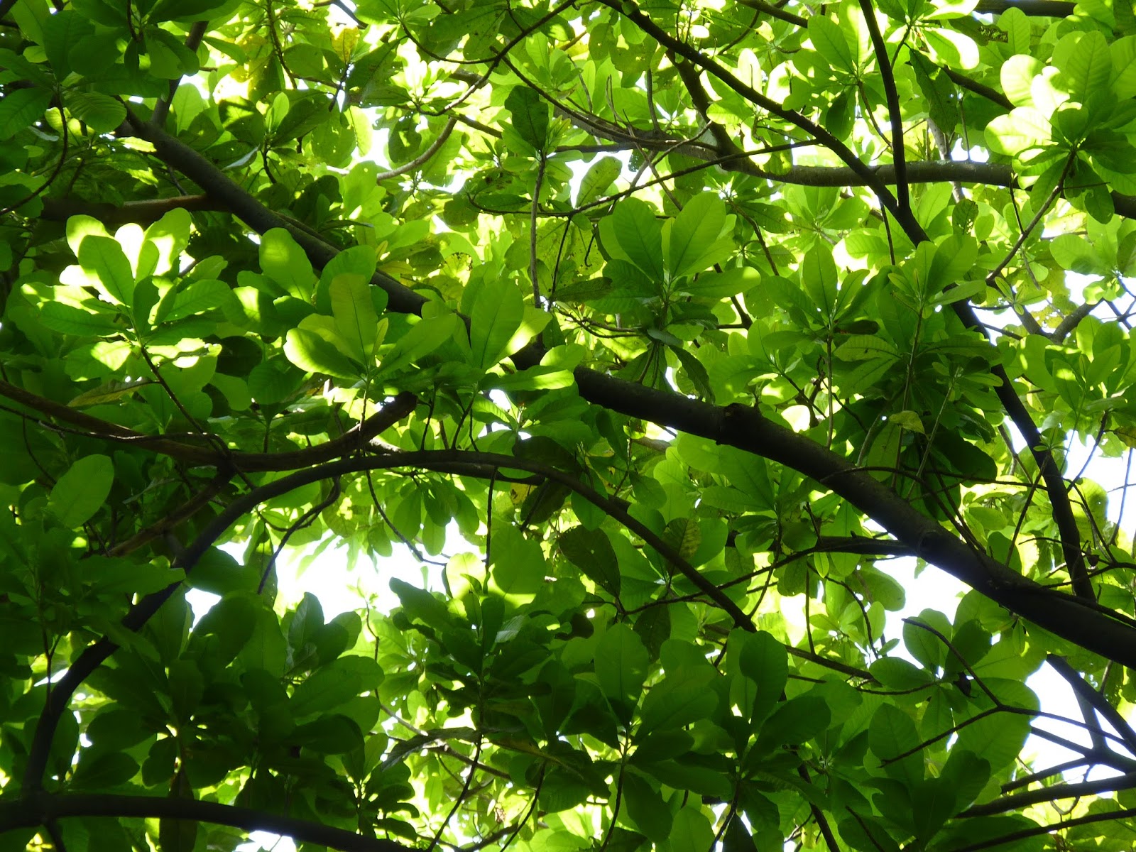 ARBORETUM: ÁRBOLES FANTÁSTICOS, el caracolí