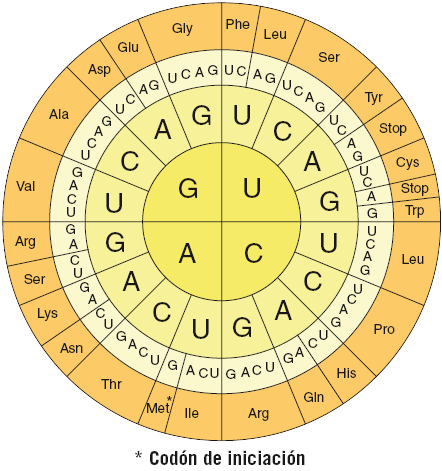El código genético