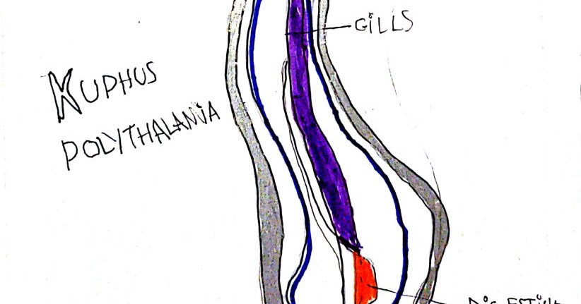 Mikroraptor Musings: Recent Discovery of Giant Shipworm Kuphus ...