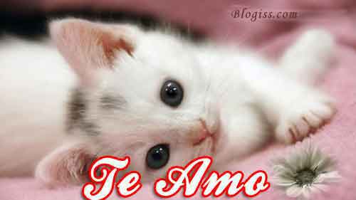 Gatitos Tiernos Diciendo Te Amo - Descargar Manual