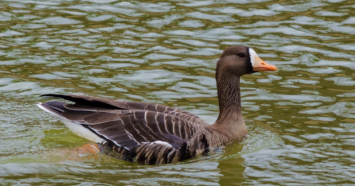On the Subject of Nature: Two Rare Geese on the Hocking!