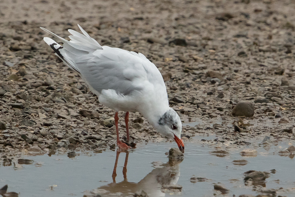 Colyton Wildlife: Med Gull showing well (plus patch update)