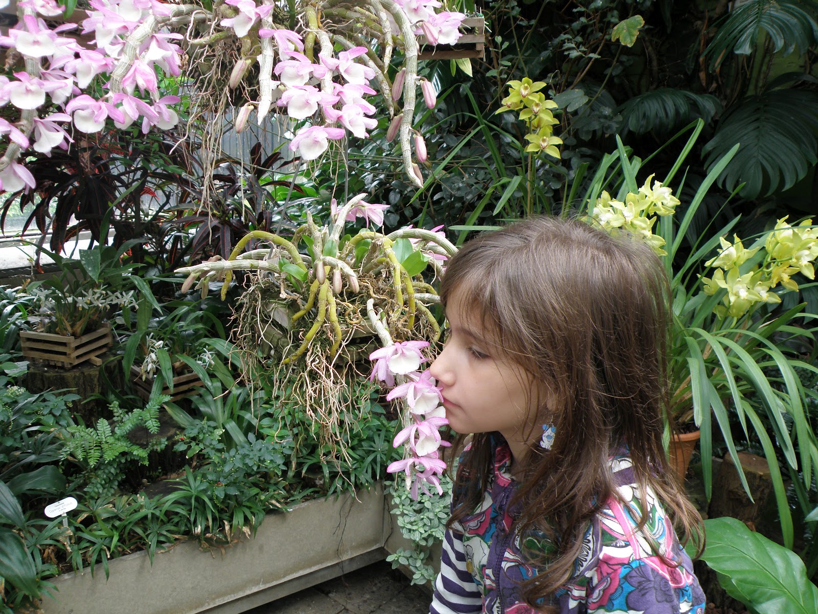 Si totusi povestile...: Cateva poze cu orhidee