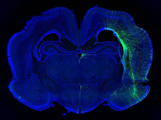 Justo Antonio Sánchez Ramírez: Crean un hurón mutante