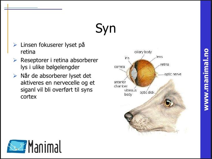 Sognafaret: Hundens syn