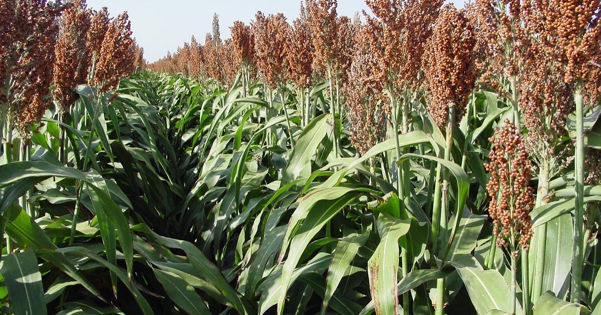 Grain Sorghum Planting Guidelines