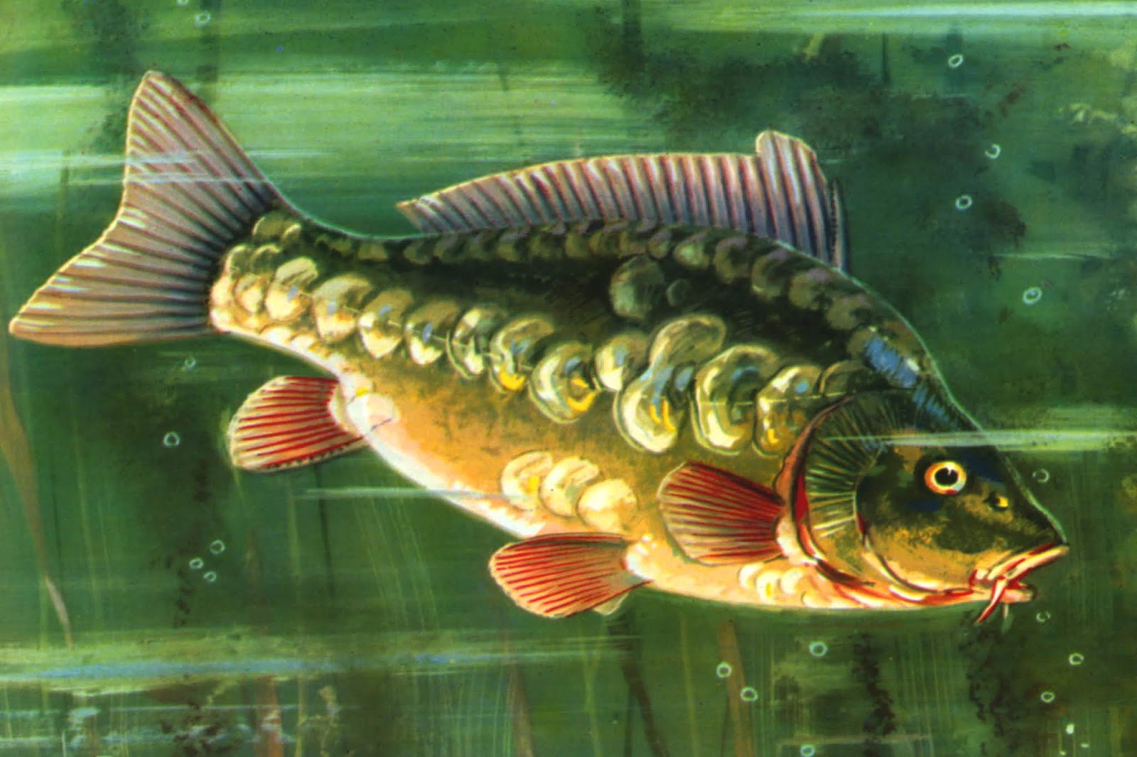 despre ....... lumea mea.: un crap oglinda