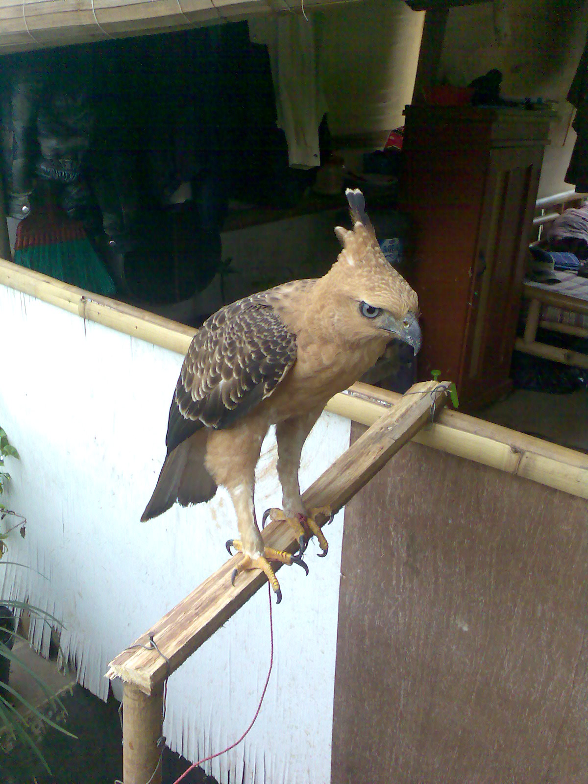 Ovaltes: Javan Hawk Eagle Endangred Habitat And Populations