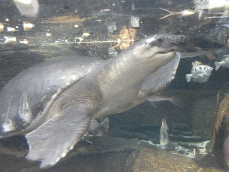 The Zoo Review: Species Fact Profile: Pig-Nosed Turtle (Carettochelys ...