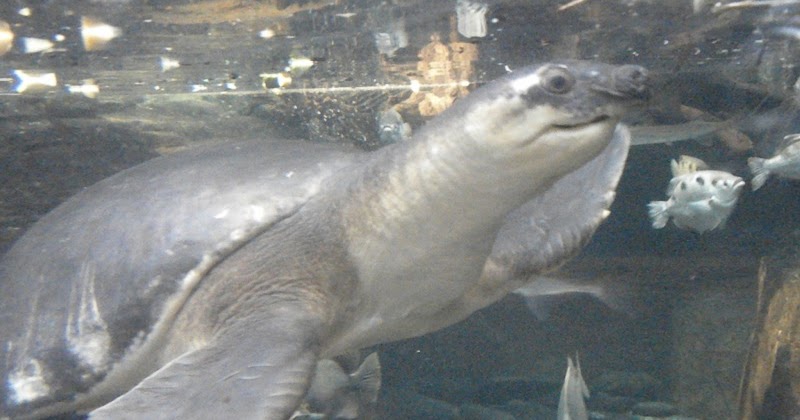 The Zoo Review: Species Fact Profile: Pig-Nosed Turtle (Carettochelys ...