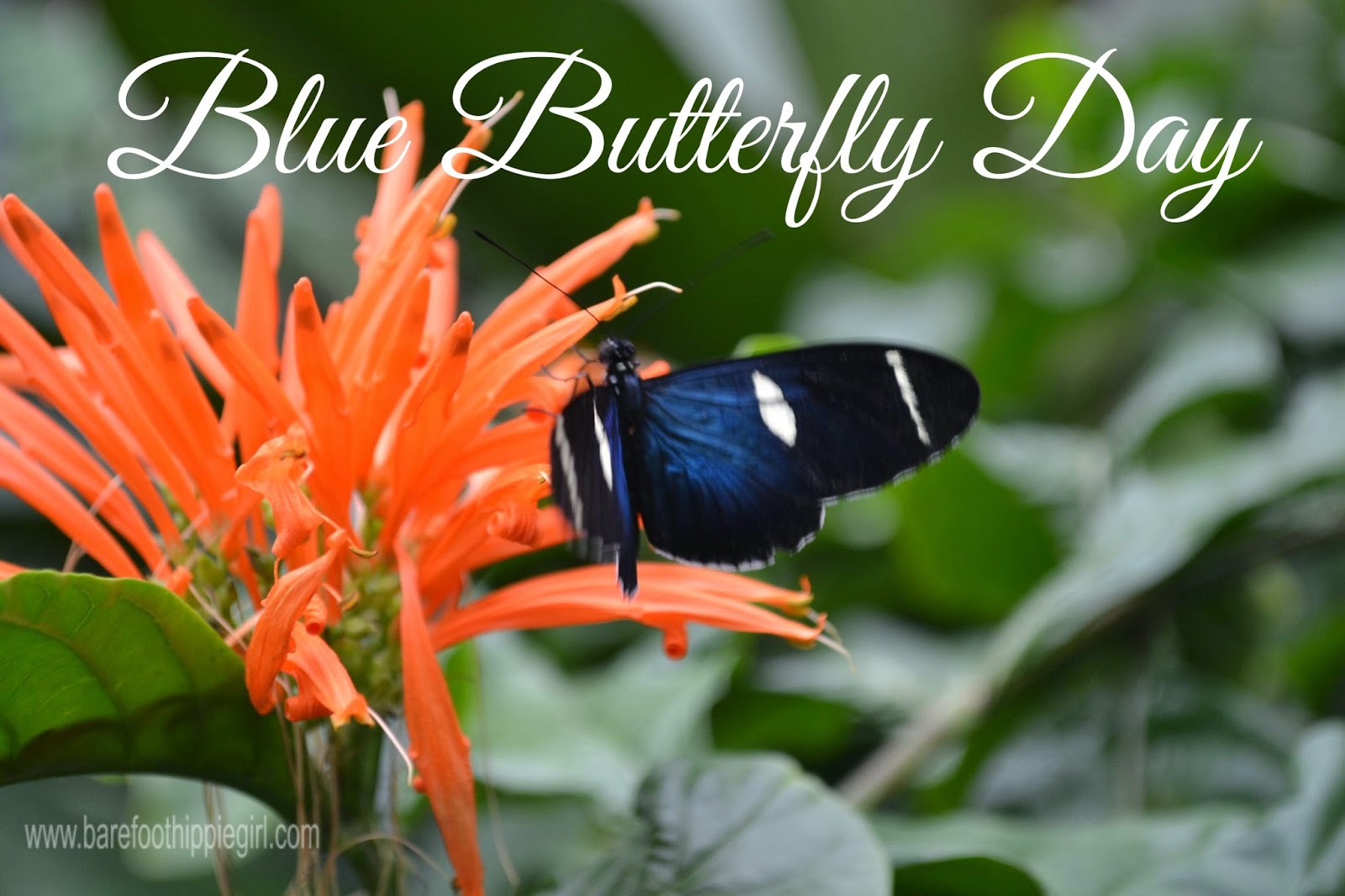 Barefoot Hippie Girl: Blue Butterfly Day