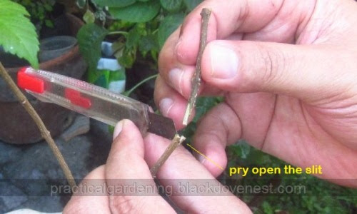 Practical Gardening: Cleft Grafting, Top-Wedge Graft or V-Graft - Part 3