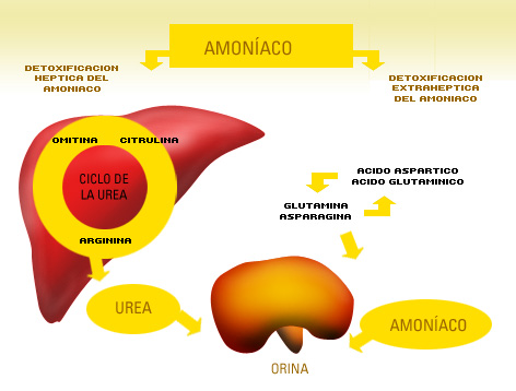 MedLab Love: Urea y BUN: ¿Pruebas diferentes?