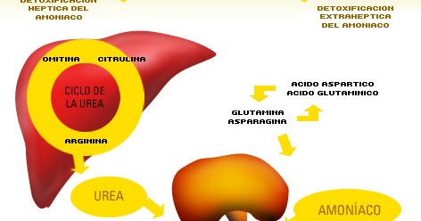 MedLab Love: Urea y BUN: ¿Pruebas diferentes?