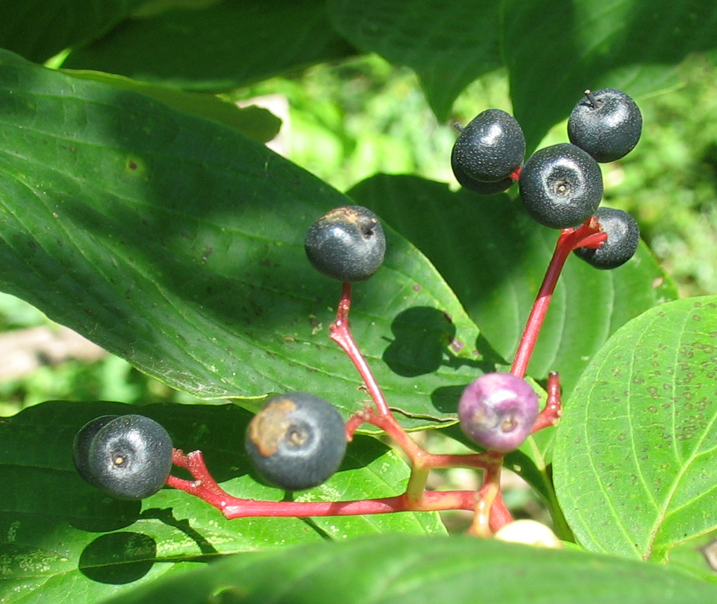 Using Georgia Native Plants: Out of the Ordinary Dogwoods