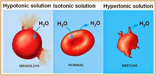 Hemolisis Darah - Fadhila Alizza