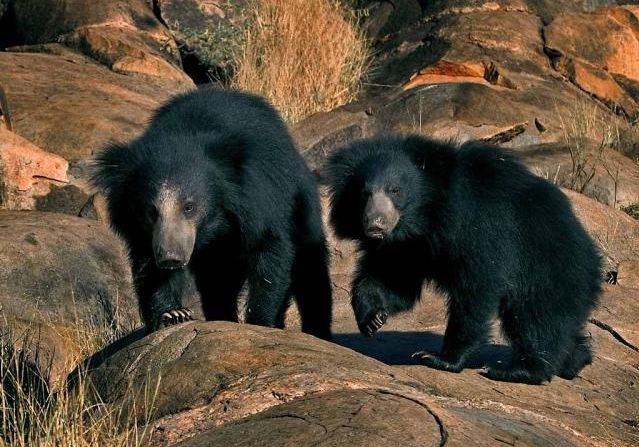 Los Animales...De Todo El Mundo... Y El Ecosistema: ANIMALES DE ASIA...