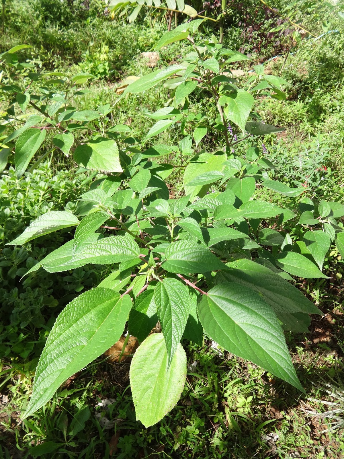 Pipturus spp. - Mamaki Tea, Handalamay, Armwe, Australian Mulberry ...
