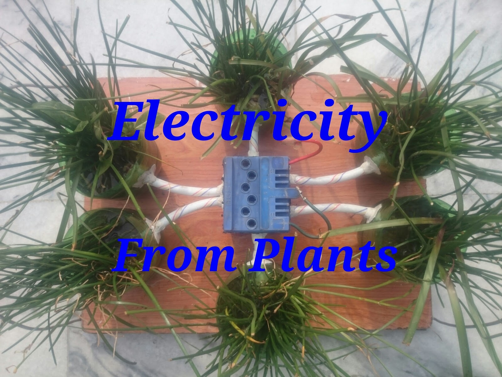 Produce Electricity From Green Plants - How living plants generate ...