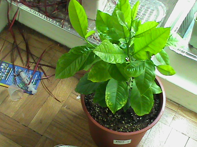 indoor grow light garden: Lemon tree update...april 27th 2011....