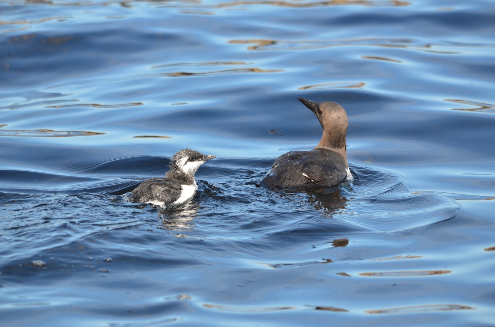 The Jumplings are Jumping - Serenity Farne Islands Boat Tours and Trips
