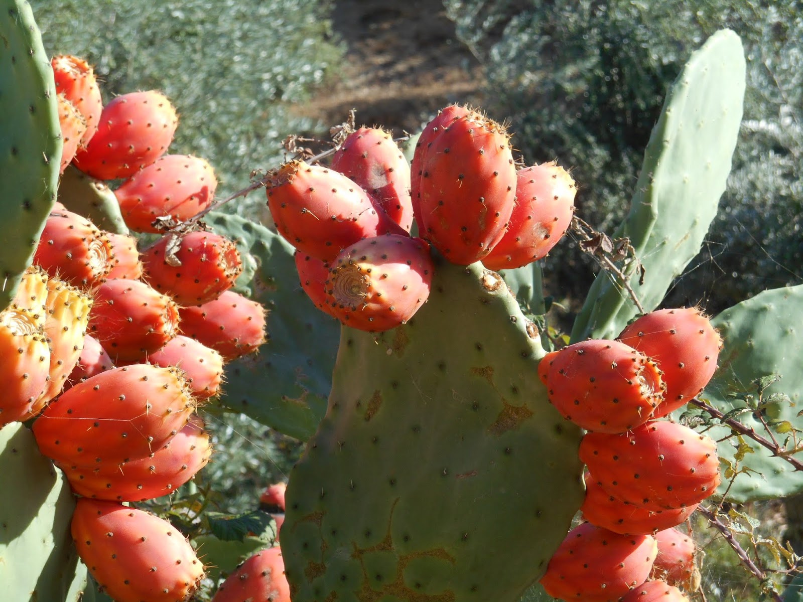 FIGO-DA-ÍNDIA, UM SUPERFRUTO - O MEU ESTAMINÉ