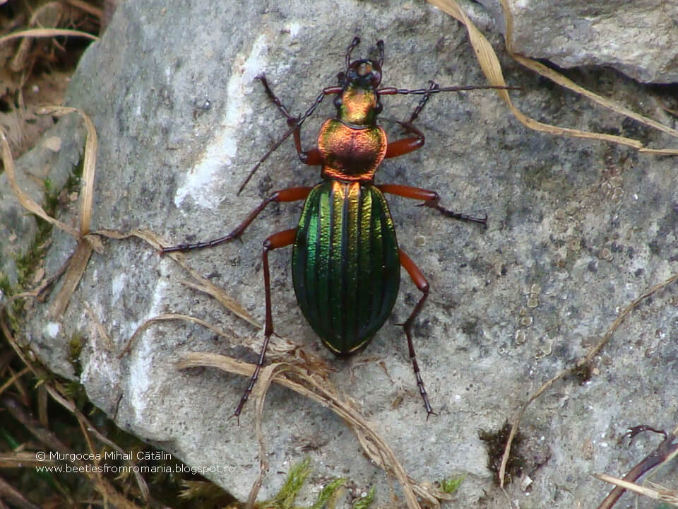 Beetles from Romania: Carabus (Chrysocarabus) auronitens