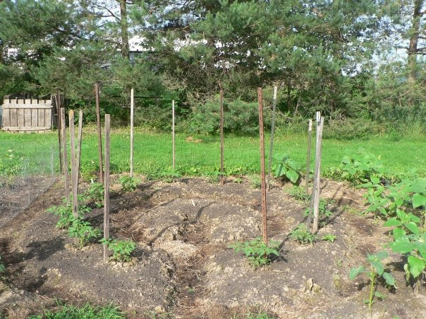 Temperate Climate Permaculture: Permaculture Project: Planted Compost ...