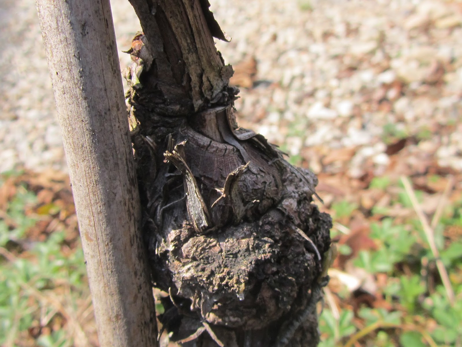 Cos'è un Innesto? A Cosa Serve Innestare le Piante da Frutto? | Il ...