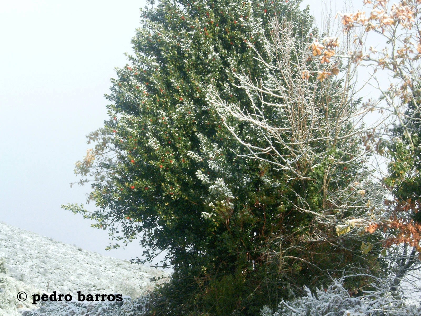 Serra da Peneda: O Azevinho