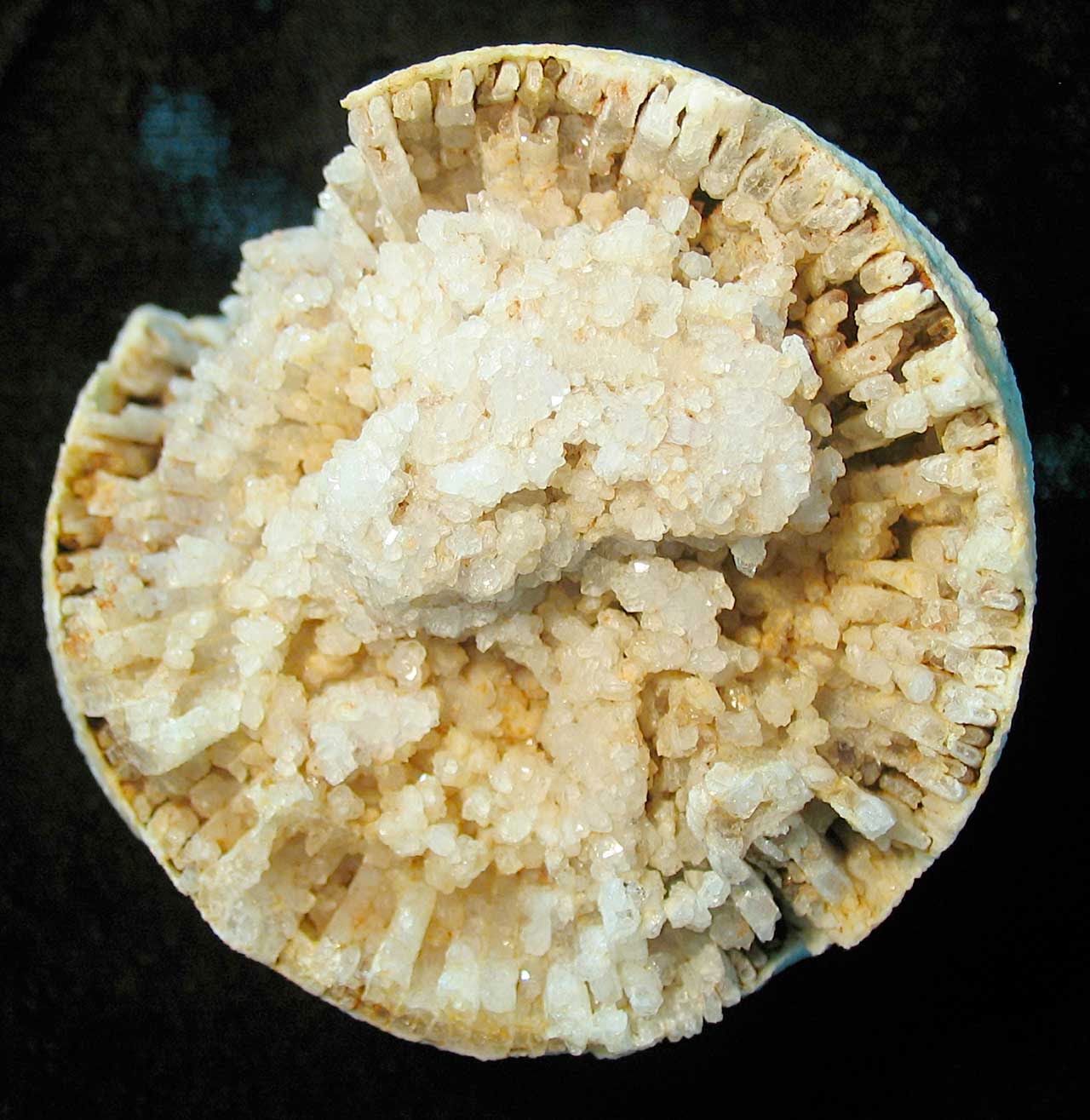 Louisville Fossils and Beyond: Largest American Horn Coral