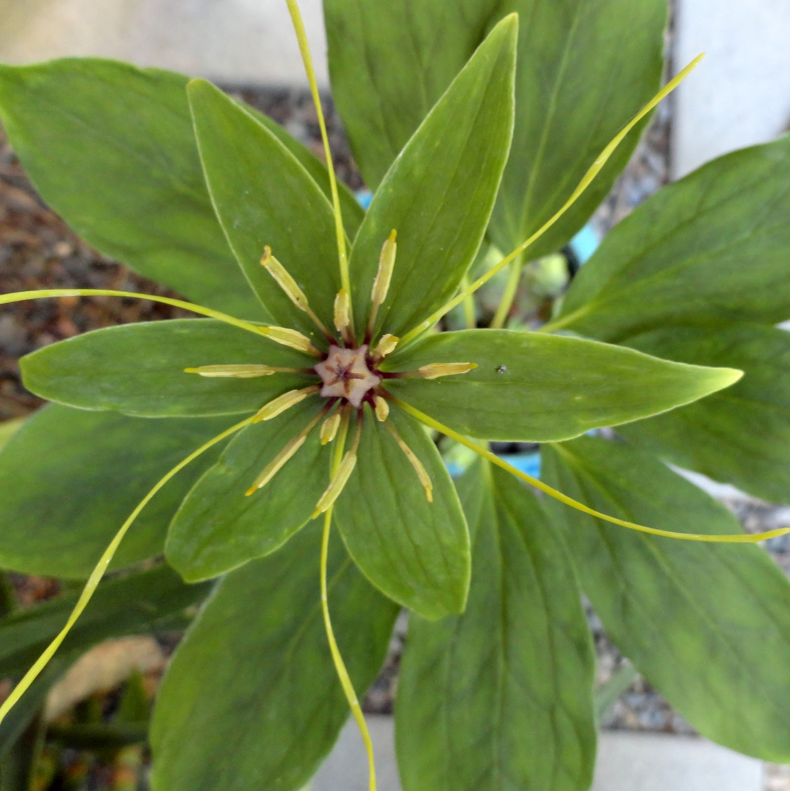 danger garden: July 2012, Bloomday!