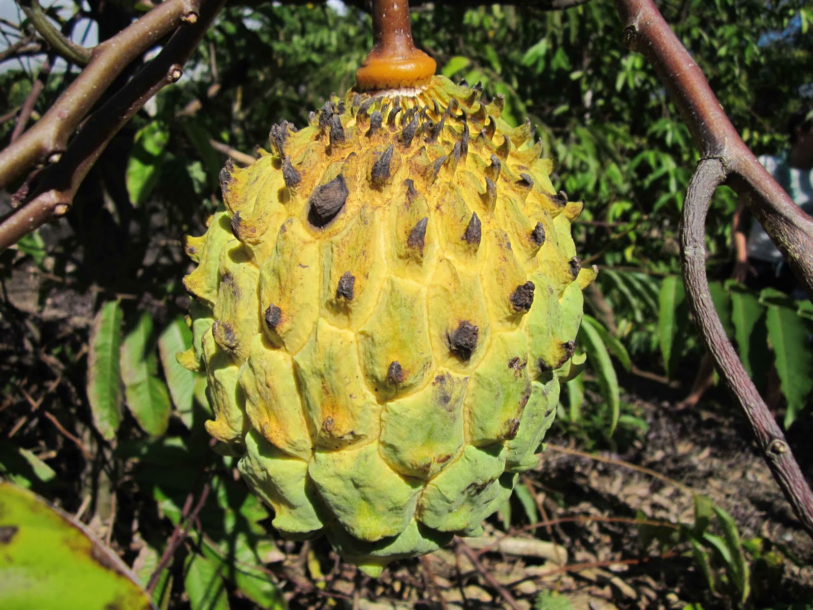 maite ikaran: Rollinia deliciosa