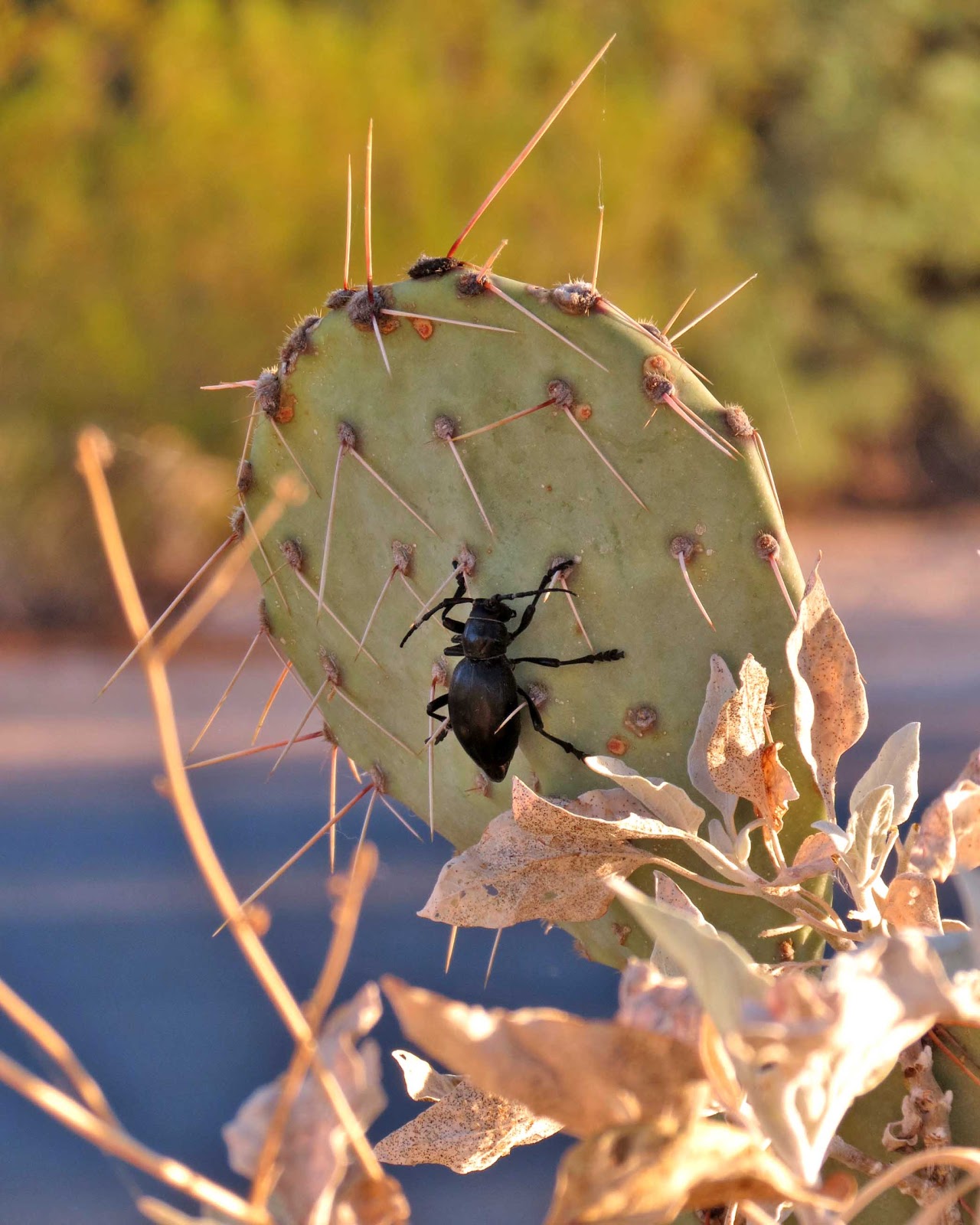 Desert Colors: November