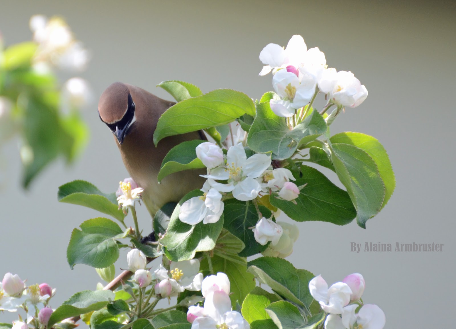 Alainas View - Peckers and Paws Photography: Cedar Waxwings eating ...