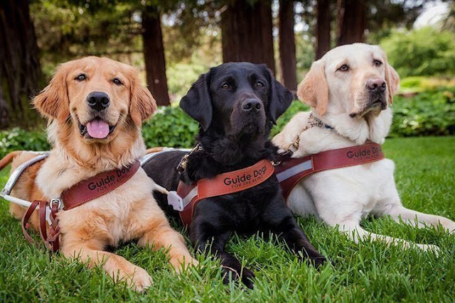 My Guide To You For National Guide Dog Month | Views and More
