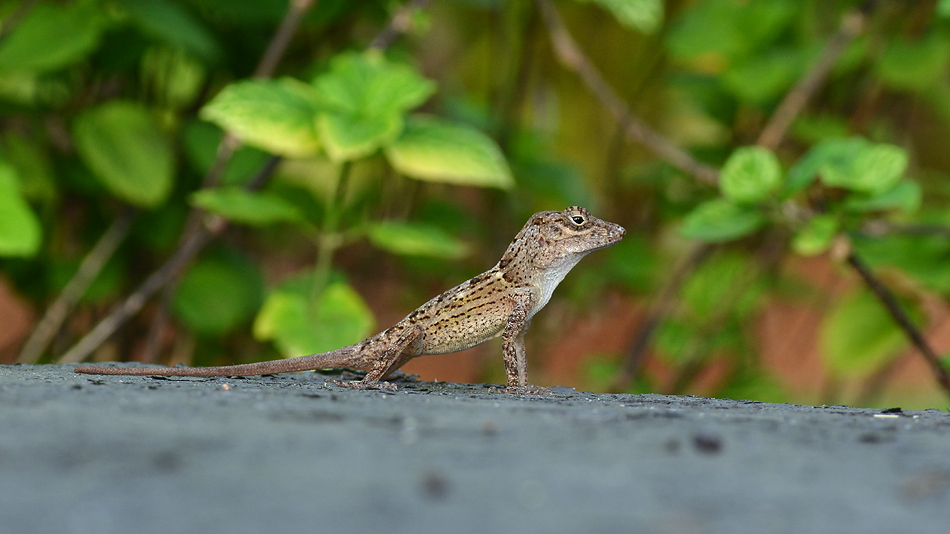OBRAZY NATURY: Anolis cybotes