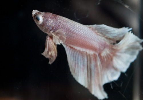 Betta Disease: Popeye ~ Nice Betta