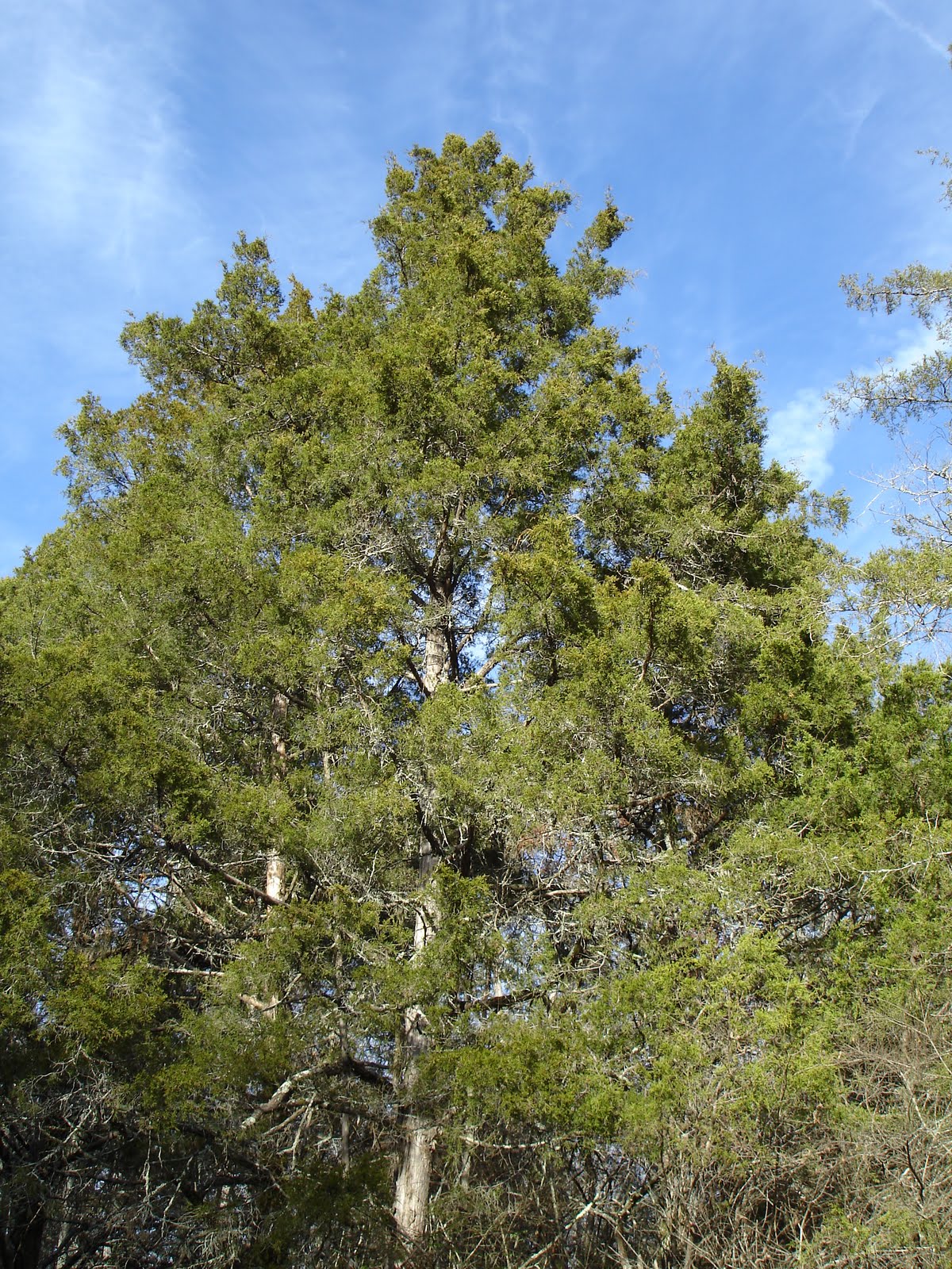 Identifying Eastern Red Cedar