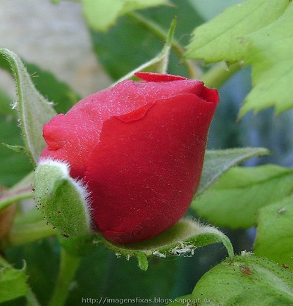 Flores, cultivo e significado das flores: Rosa Vermelha, significado da ...
