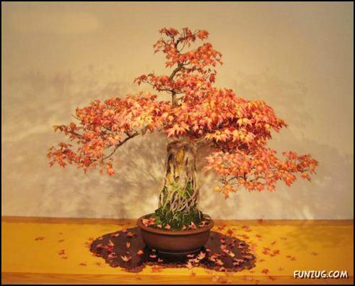 حكاوي: Summit of artistic creation in Japanese culture