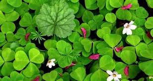 CIENCIAS NATURALES : Taxismos