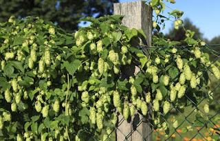 The Herb Hound: HOPS