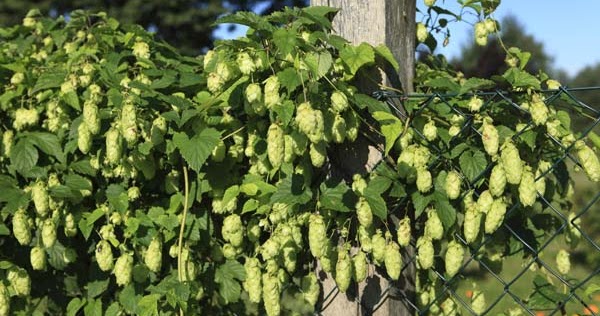 The Herb Hound: HOPS