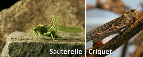 Quelle est la différence entre une sauterelle et un criquet